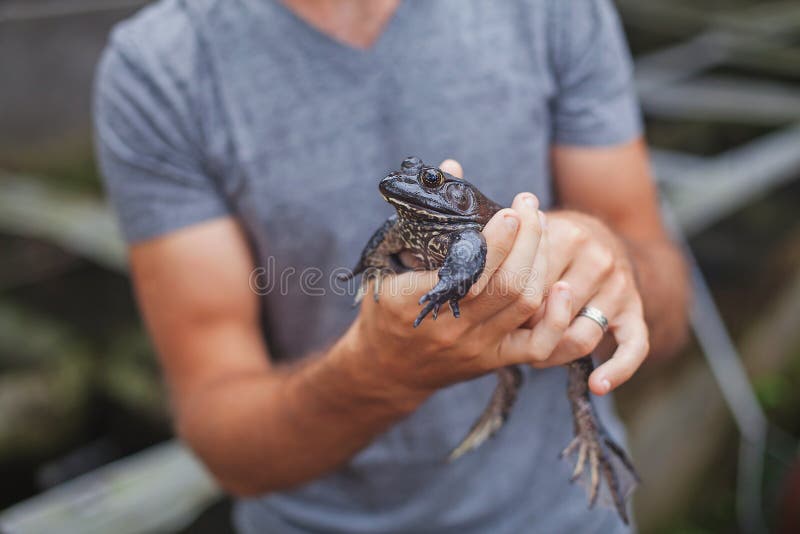 Farmer on Frog Farm in Bali Stock Image - Image of aquatic, disgusting ...