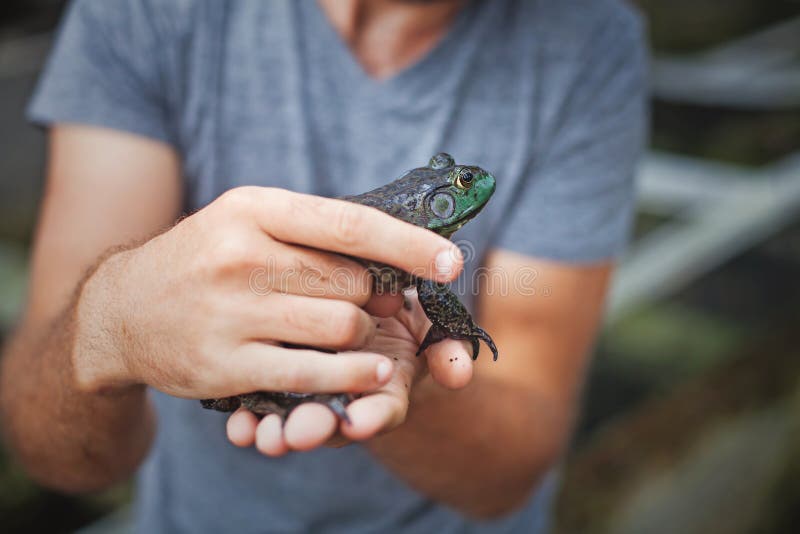 Farmer on Frog Farm in Bali Stock Image - Image of aquatic, disgusting ...