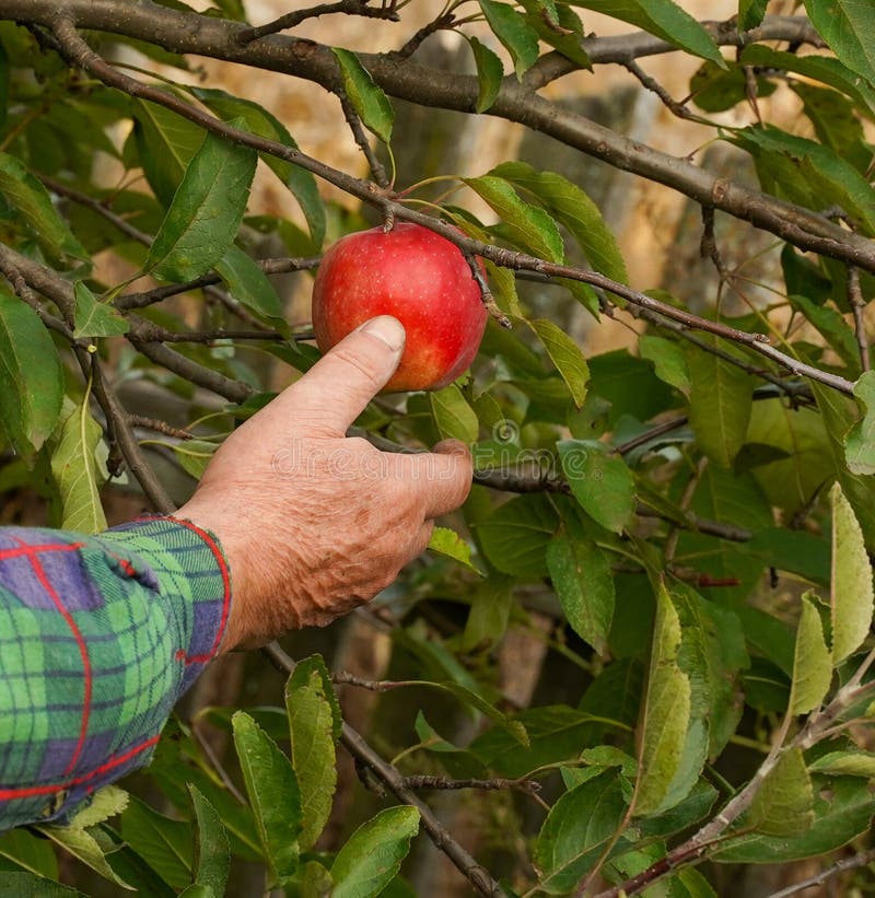 5,693 Apple Tree Man Stock Photos - Free & Royalty-Free Stock Photos ...