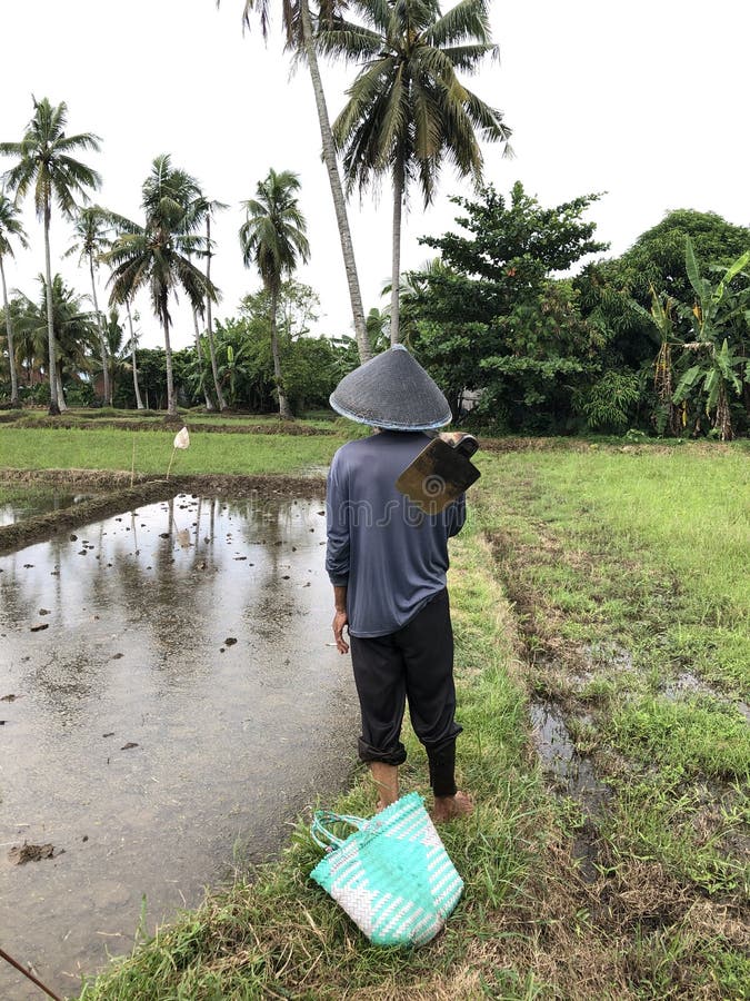 The Farmer from the fields stock image. Image of plant - 266374211