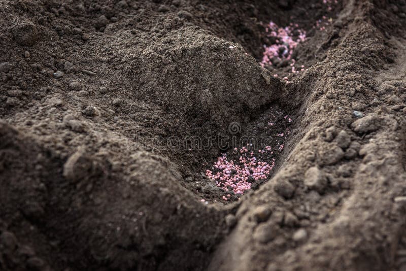 Farmer Giving Granulated Fertilizer in Ground Stock Image - Image of ...