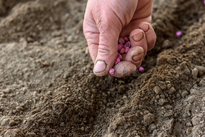 Farmer Giving Granulated Fertilizer in Ground Stock Image - Image of ...