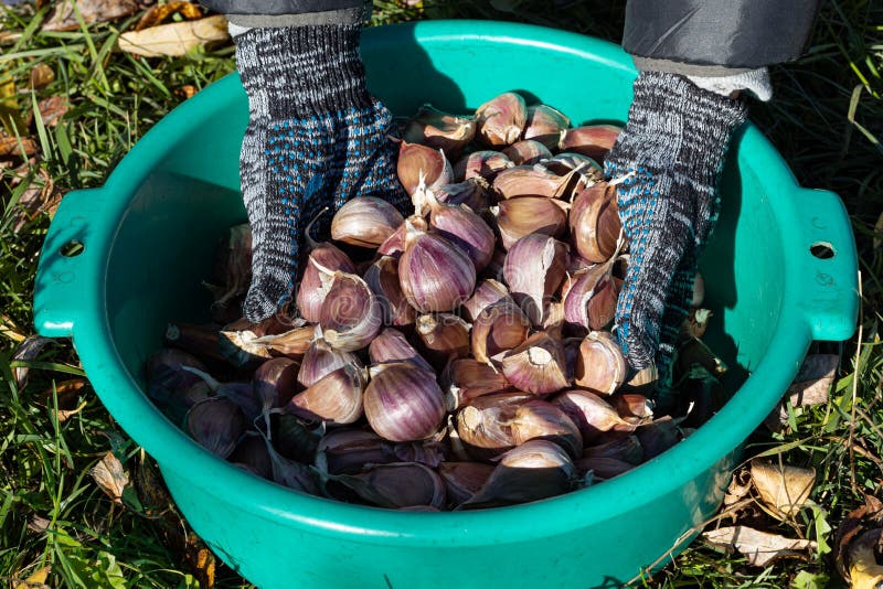 A Farmer in Gloves Picks Garlic with His Hands Stock Image - Image of ...