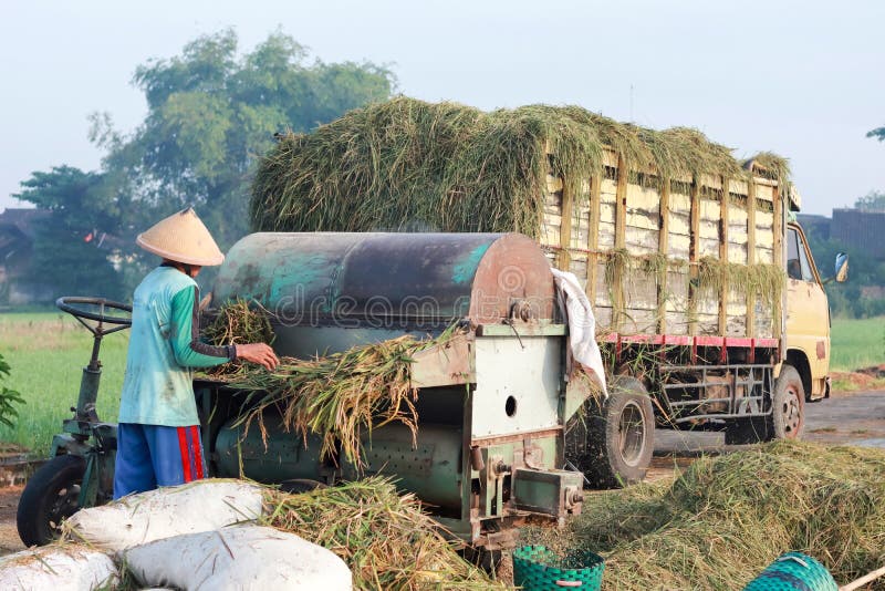 A Farmer is Grinding the Harvested Rice Stock Image - Image of harvest ...