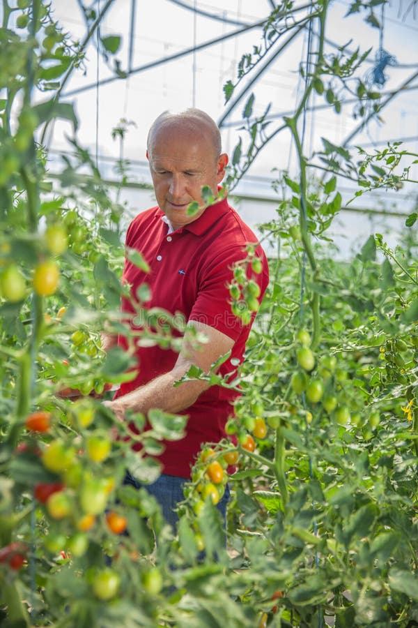 Farmer is Growing All Sorts of Vegetables Here Stock Image - Image of ...