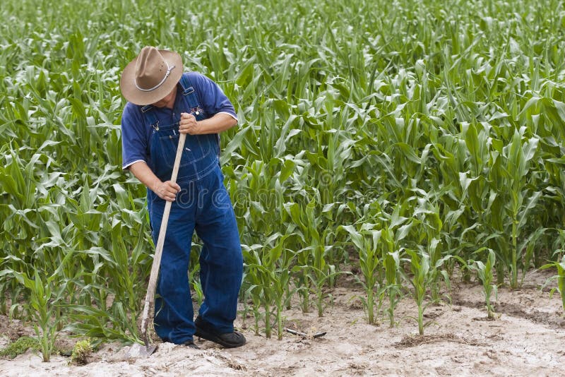 Old Farmer Working in His Fields Stock Photo - Image of looking ...