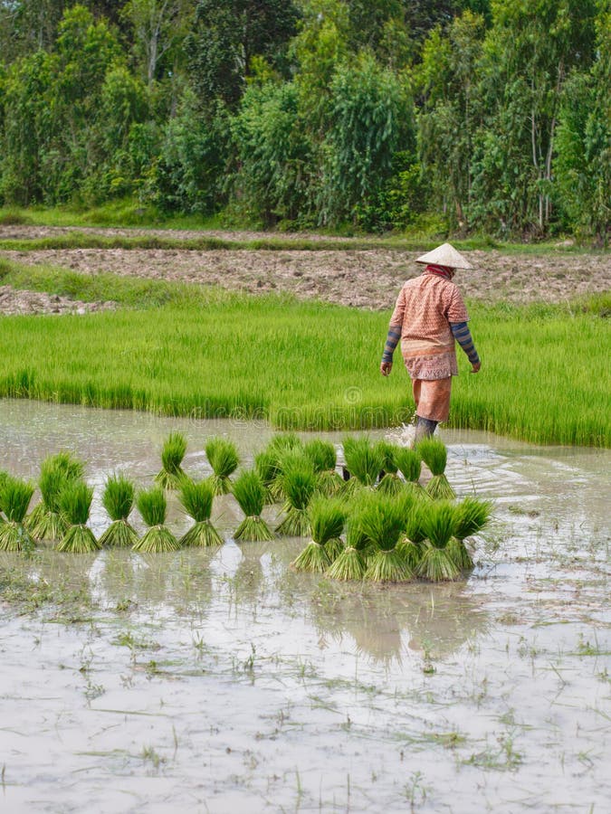 Agricultural in Rice Fields Stock Photo - Image of green, work: 121788048