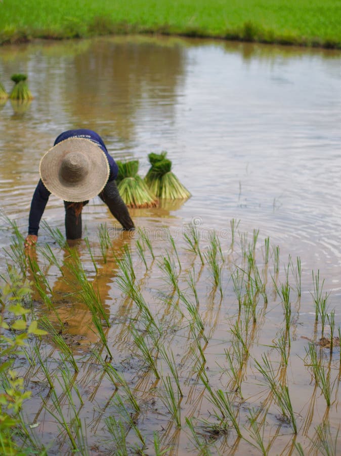 Agricultural in Rice Fields Stock Photo - Image of agricultural, farmer ...