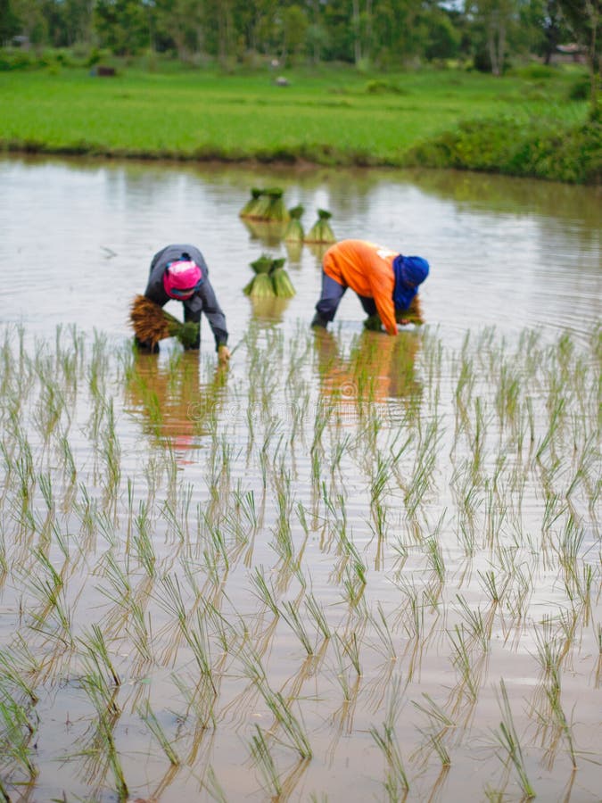 Agricultural in Rice Fields Stock Image - Image of farmming, thailand ...