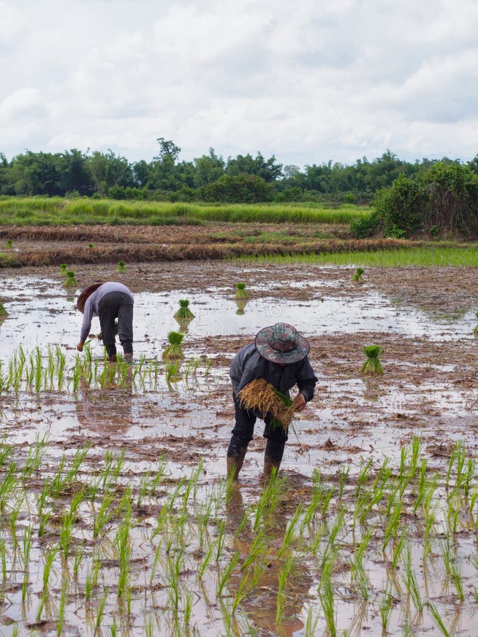 Agricultural in Rice Fields Editorial Photography - Image of outdoor ...