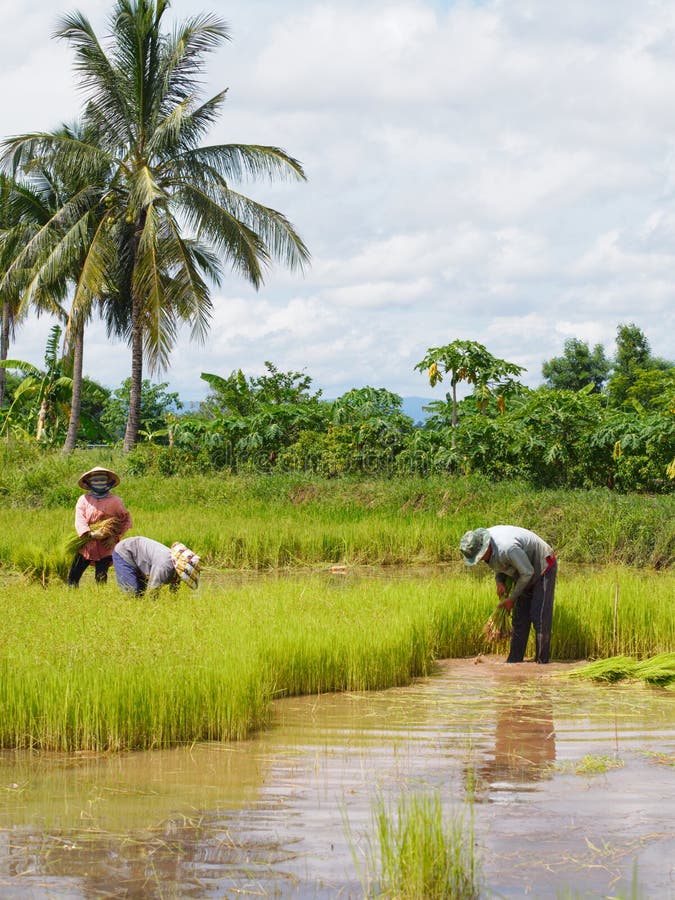 Agricultural in Rice Fields Editorial Photography - Image of farmer ...