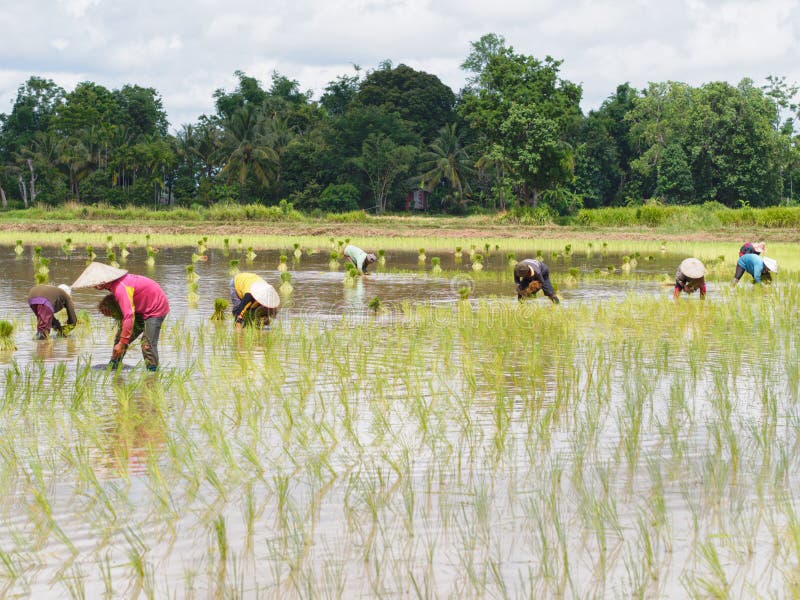 Agricultural in Rice Fields Editorial Stock Photo - Image of growing ...