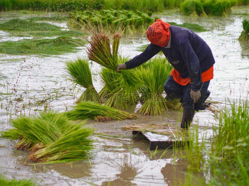 Agricultural in Rice Fields Editorial Stock Photo - Image of bright ...