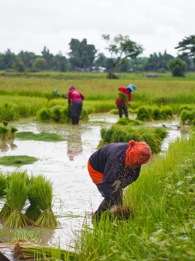 Agricultural in Rice Fields Editorial Photography - Image of tropical ...