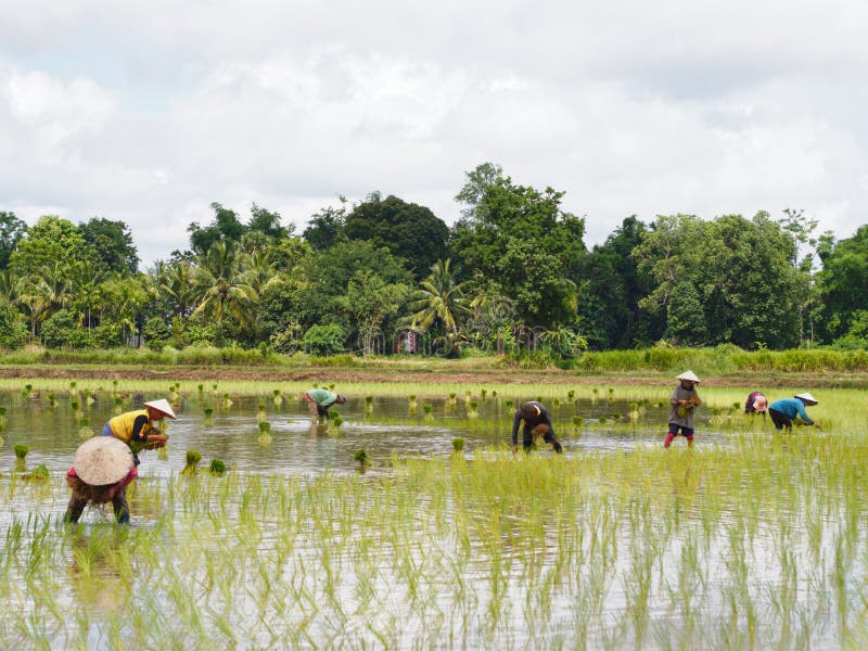Agricultural in Rice Fields Editorial Photo - Image of growing, worker ...