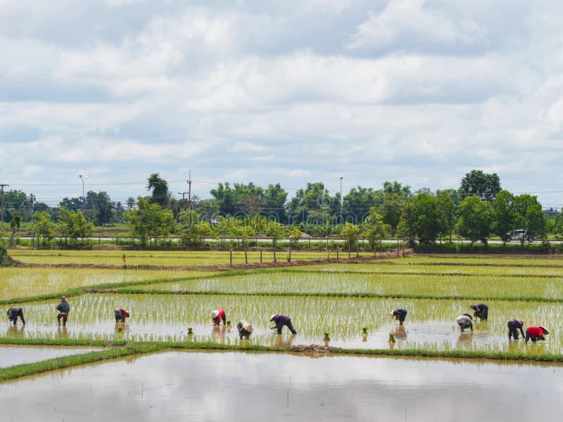 Agricultural in Rice Fields Editorial Stock Photo - Image of ...