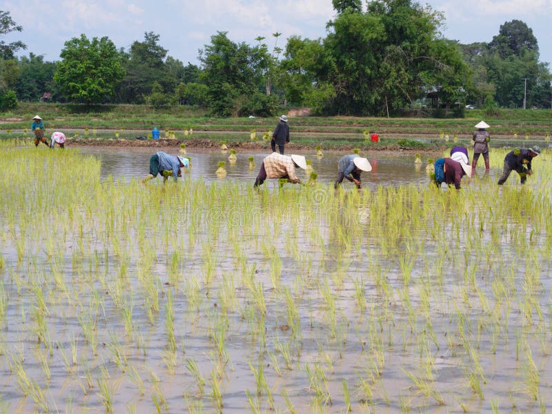 Agricultural in Rice Fields Editorial Photography - Image of farm ...