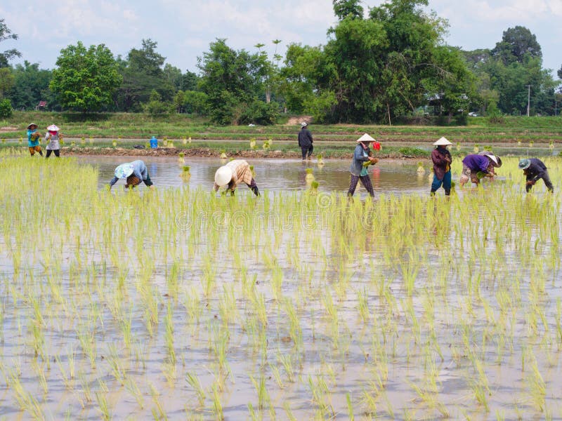 Agricultural in Rice Fields Editorial Stock Image - Image of tropical ...