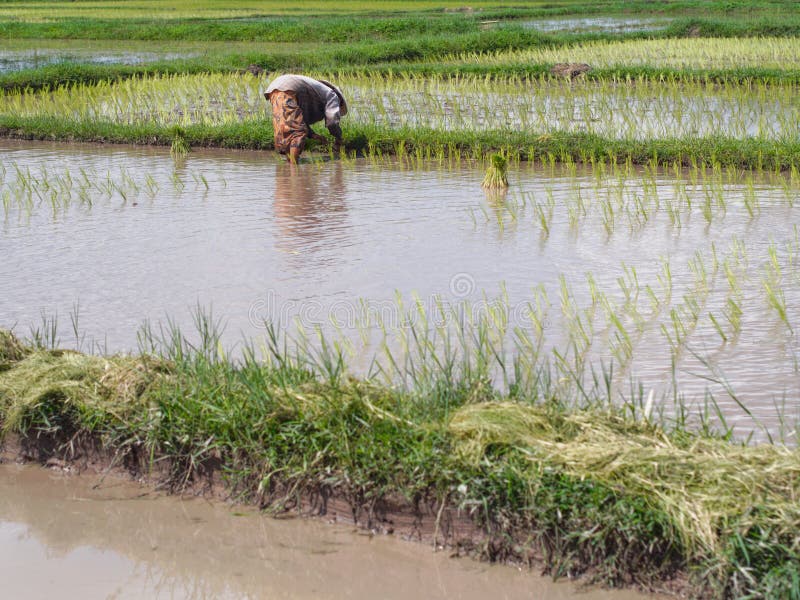 Agriculture in rice fields editorial stock image. Image of work - 122175114