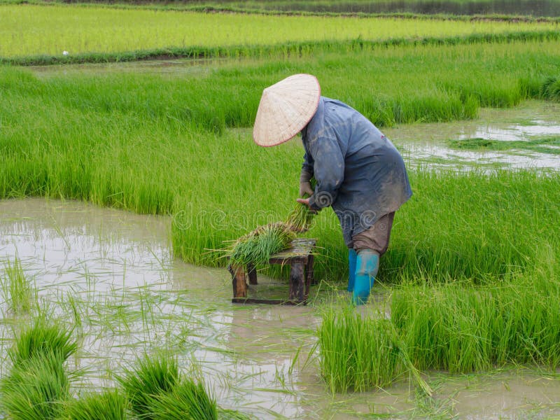 Agriculture in rice fields editorial stock photo. Image of country ...