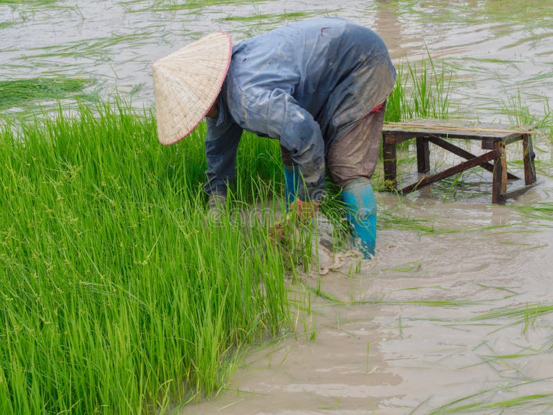Agriculture in rice fields editorial stock image. Image of work - 122175114