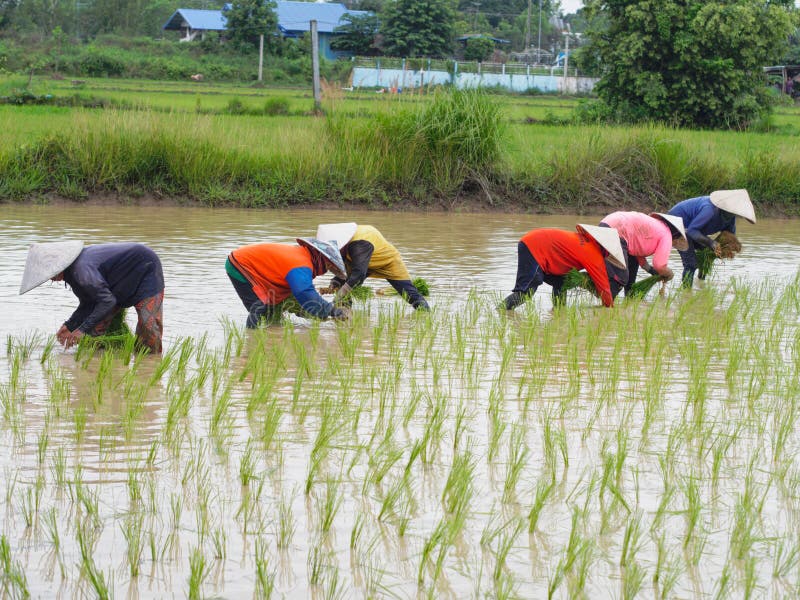 Agriculture in rice fields editorial stock image. Image of rice - 122302824