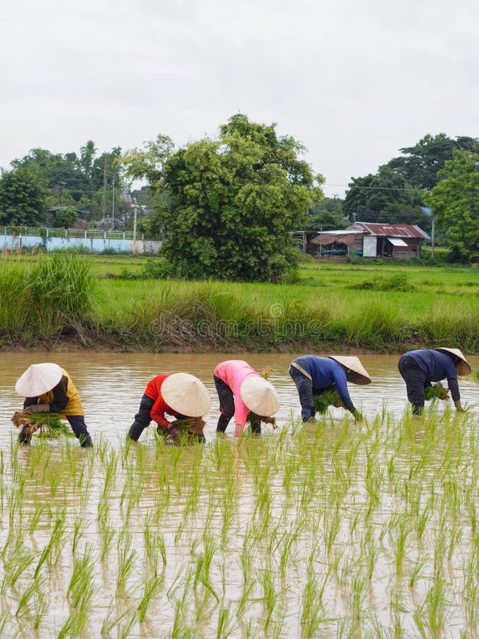 Agriculture in rice fields editorial photo. Image of asia - 122302826