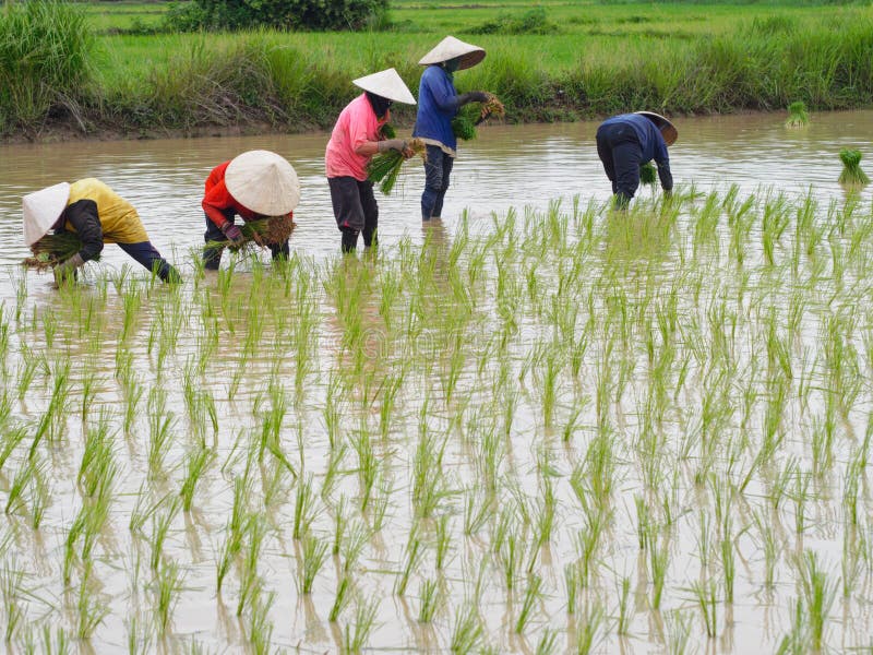 Agriculture in rice fields editorial stock image. Image of work - 122302834
