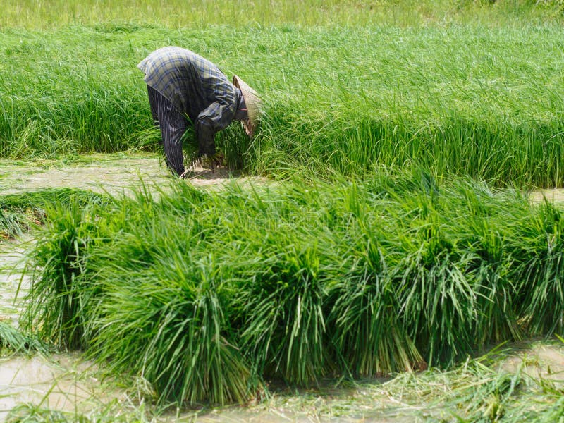 Agriculture in rice fields editorial image. Image of farmland - 122302890