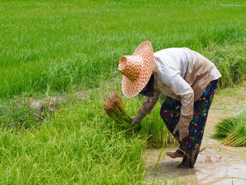 Agriculture in rice fields editorial photography. Image of green ...