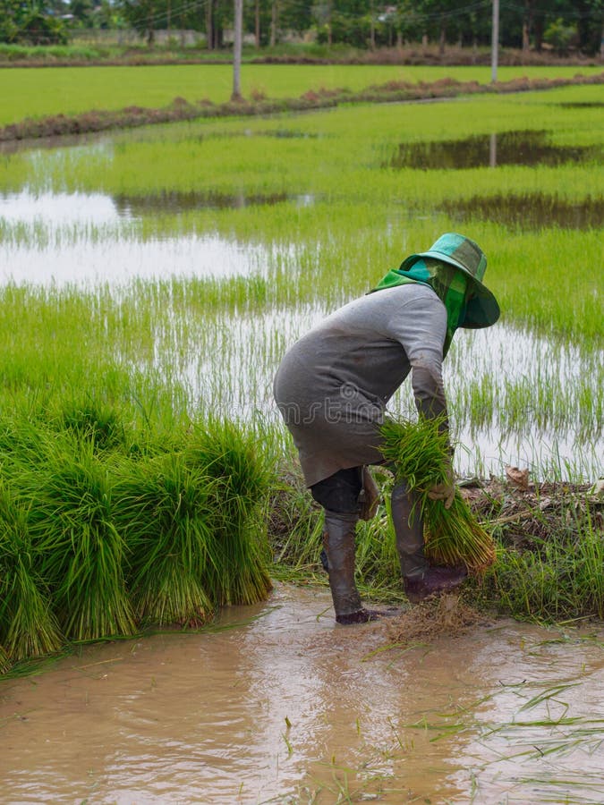 Agriculture in rice fields editorial stock image. Image of traditional ...