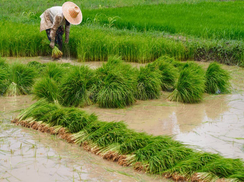Agriculture in rice fields editorial image. Image of asia - 122303440