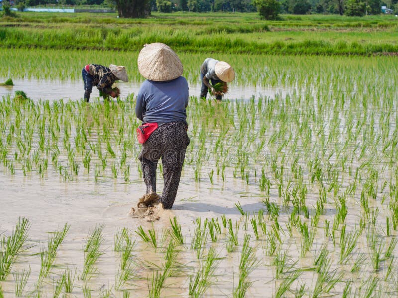 Agriculture in rice fields editorial photo. Image of farmland - 122304116