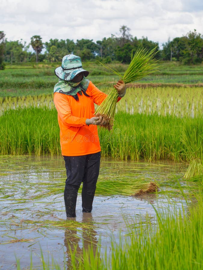 Agriculture in rice fields editorial image. Image of agriculture ...