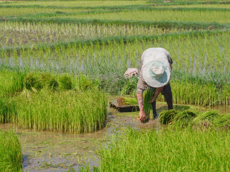 Agriculture in rice fields stock photo. Image of life - 122173012