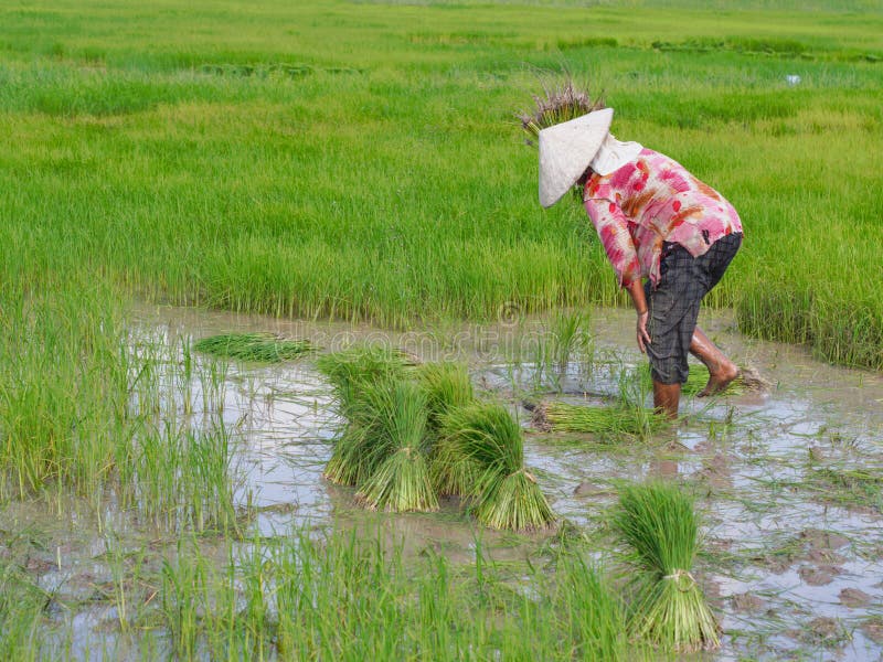 Agriculture in rice fields editorial stock photo. Image of growing ...