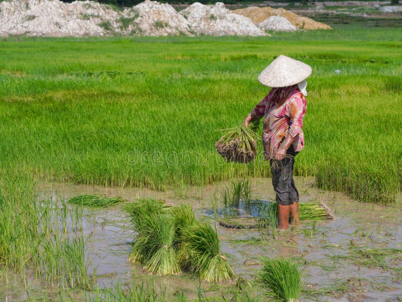 Agriculture in rice fields editorial stock photo. Image of farming ...