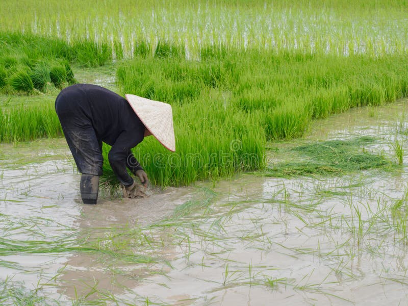 Agriculture in rice fields editorial image. Image of tropical - 122176630
