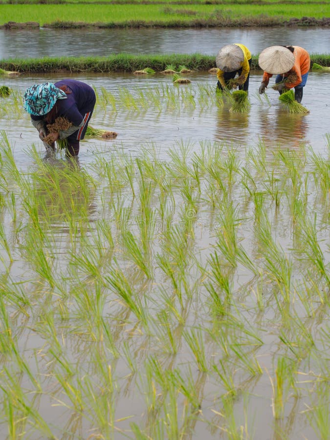 Agriculture in rice fields editorial photo. Image of leaf - 122177041
