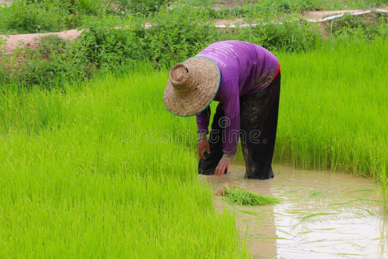 Farmer Growing Rice on the Paddy Stock Image - Image of farmer ...