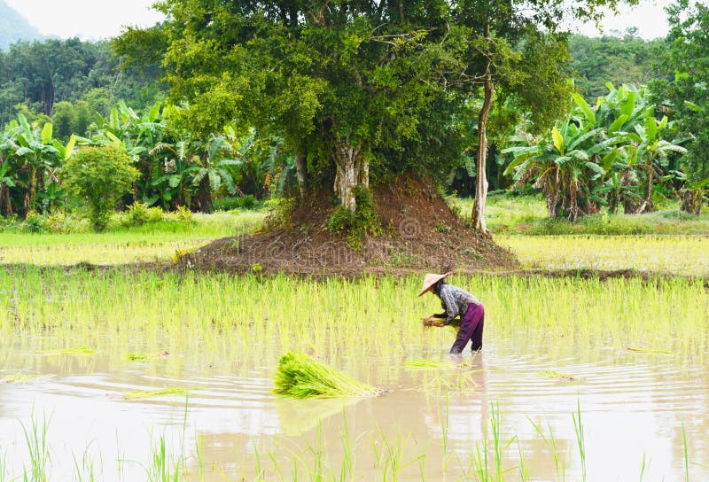 Farmer Growing Rice in Rice Field,Thailand Editorial Stock Image ...