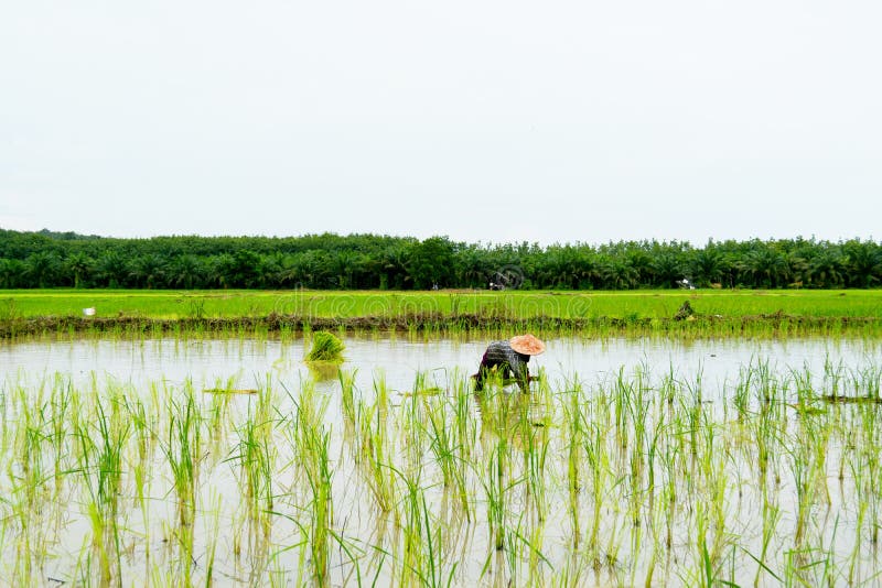 Farmer Growing Rice in Rice Field,Thailand Editorial Stock Photo ...