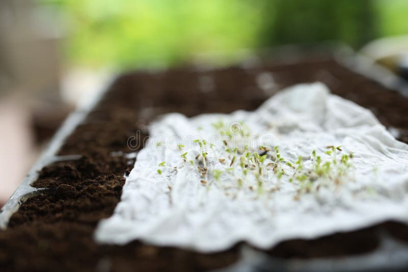 Farmer Growth Vegetable Seedling on Tissue Paper Stock Photo - Image of ...