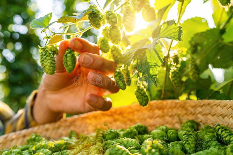 Farmer Hand Checking the Quality of this Years Hops Harvest in the ...