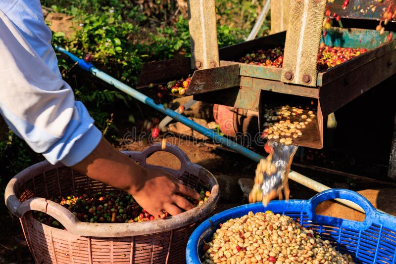 Farmer Hand and Coffee Bean Machine Process in Factory Stock Photo ...