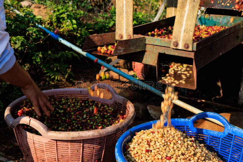 Farmer Hand and Coffee Bean Machine Process in Factory Stock Photo ...