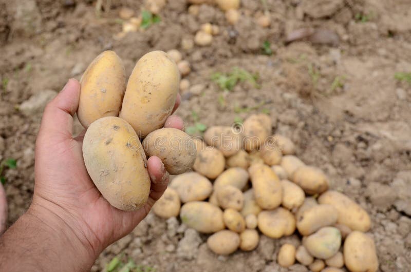 Farmer Hand with Freshly Harvested Potatoes Stock Photo - Image of hand ...
