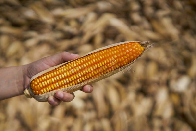 Farmer Hand Hold Ear Of Yellow And Orange Maize Stock Photo - Image of ...