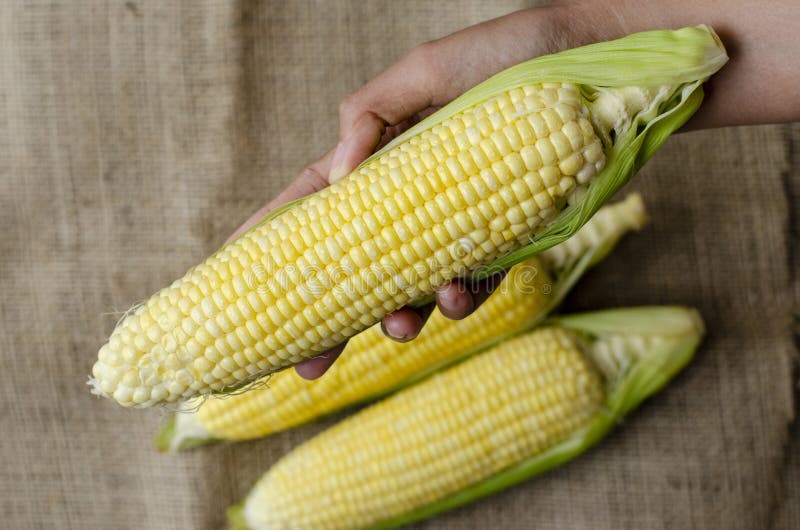 Farmer Hand Holding Raw Corn, Top View Stock Image - Image of green ...