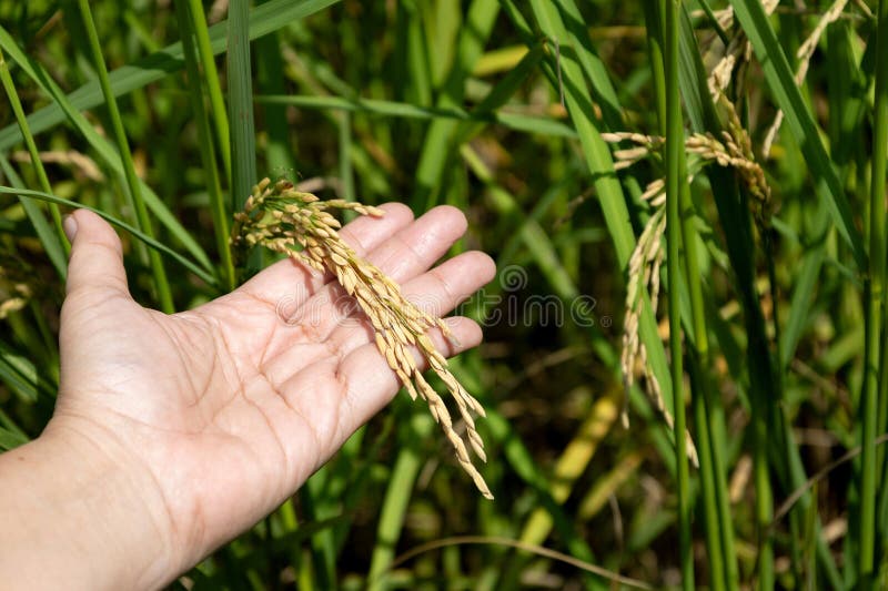 The Farmer Hand Holding Rice in the Paddy Stock Photo - Image of ...